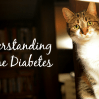 Diabetes in Cats - My 3 Little Kittens