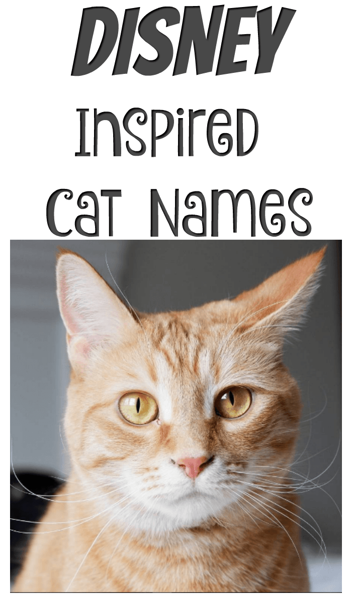 Perfect Disney Inspired Cat Names My 3 Little Kittens