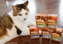 NOW FRESH Natural Cat Food - My 3 Little Kittens
