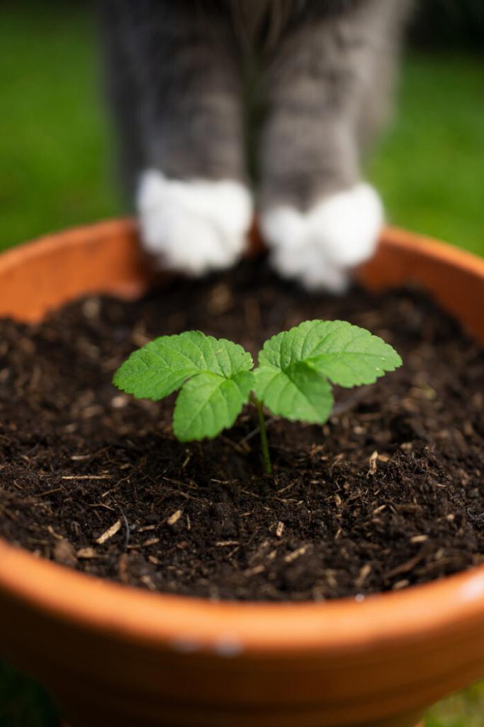 What Your Cat Wants You to Know About Catnip - My 3 Little Kittens