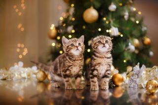 Celebrate New Year's with Your Cat - My 3 Little Kittens