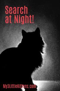 A Complete Guide on How to Find a Lost Cat - My 3 Little Kittens