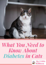 Diabetes in Cats - My 3 Little Kittens