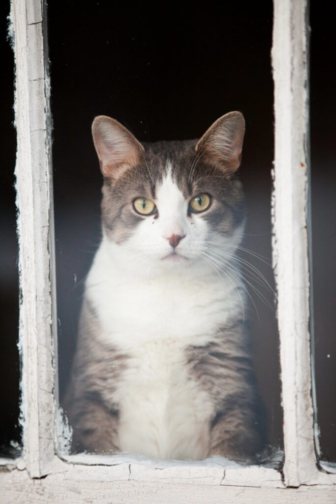 Diabetes in Cats - My 3 Little Kittens