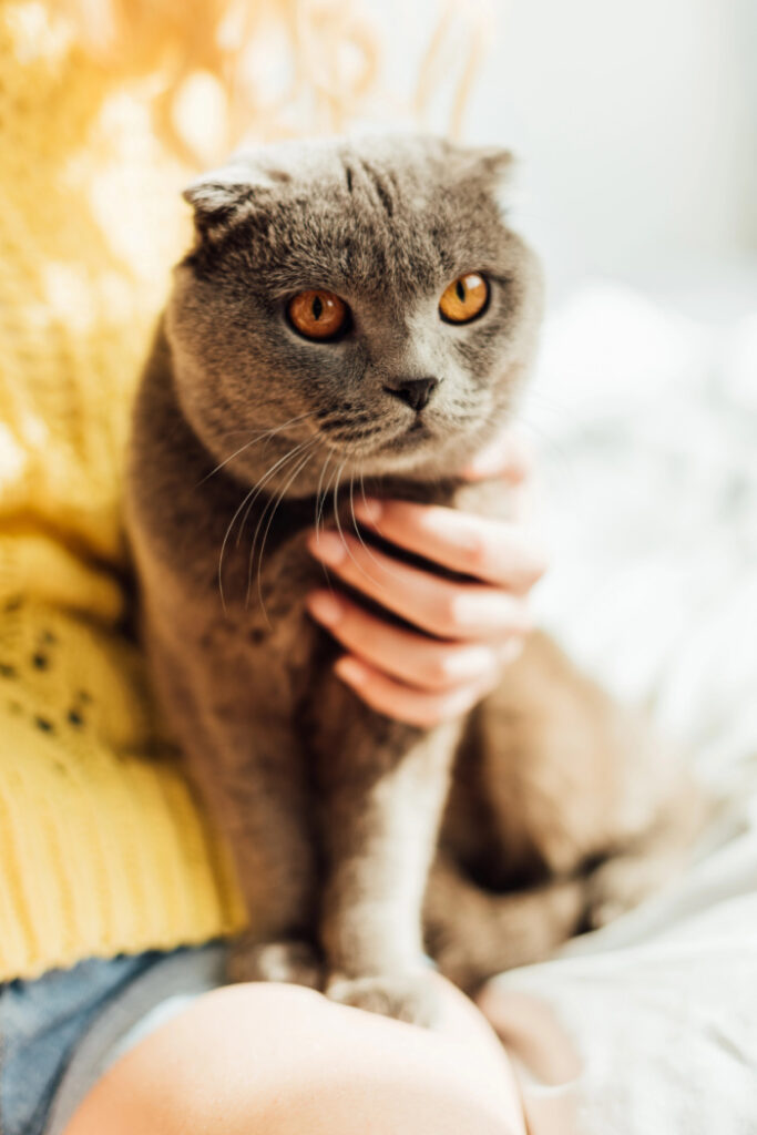 Diabetes in Cats - My 3 Little Kittens