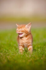 Understanding Different Cat Sounds - My 3 Little Kittens