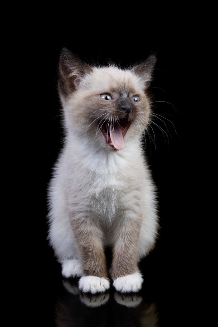 Understanding Different Cat Sounds - My 3 Little Kittens